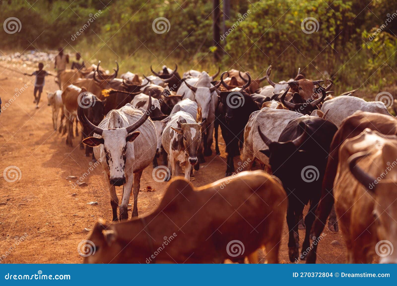 Group of Cows Grazing in the Grassy Dirt Field of a Rural Area Stock ...