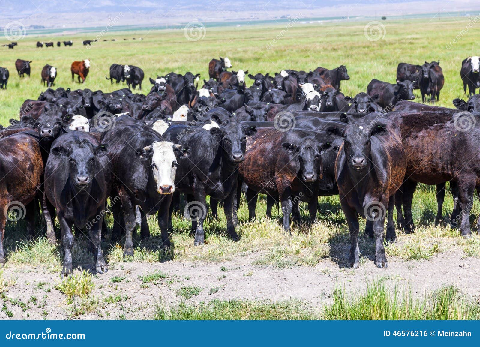 Group of cows grazing stock photo. Image of landscape - 46576216