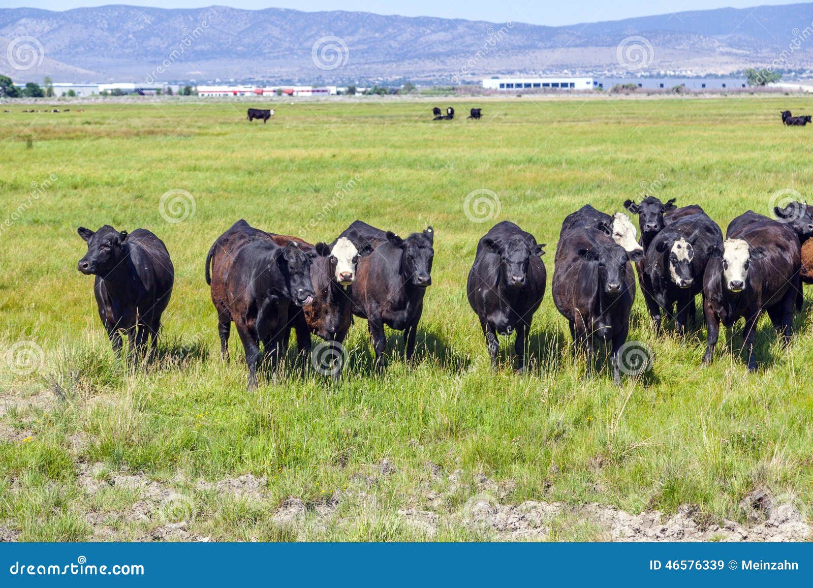 Group of cows grazing stock image. Image of grazing, europe - 46576339