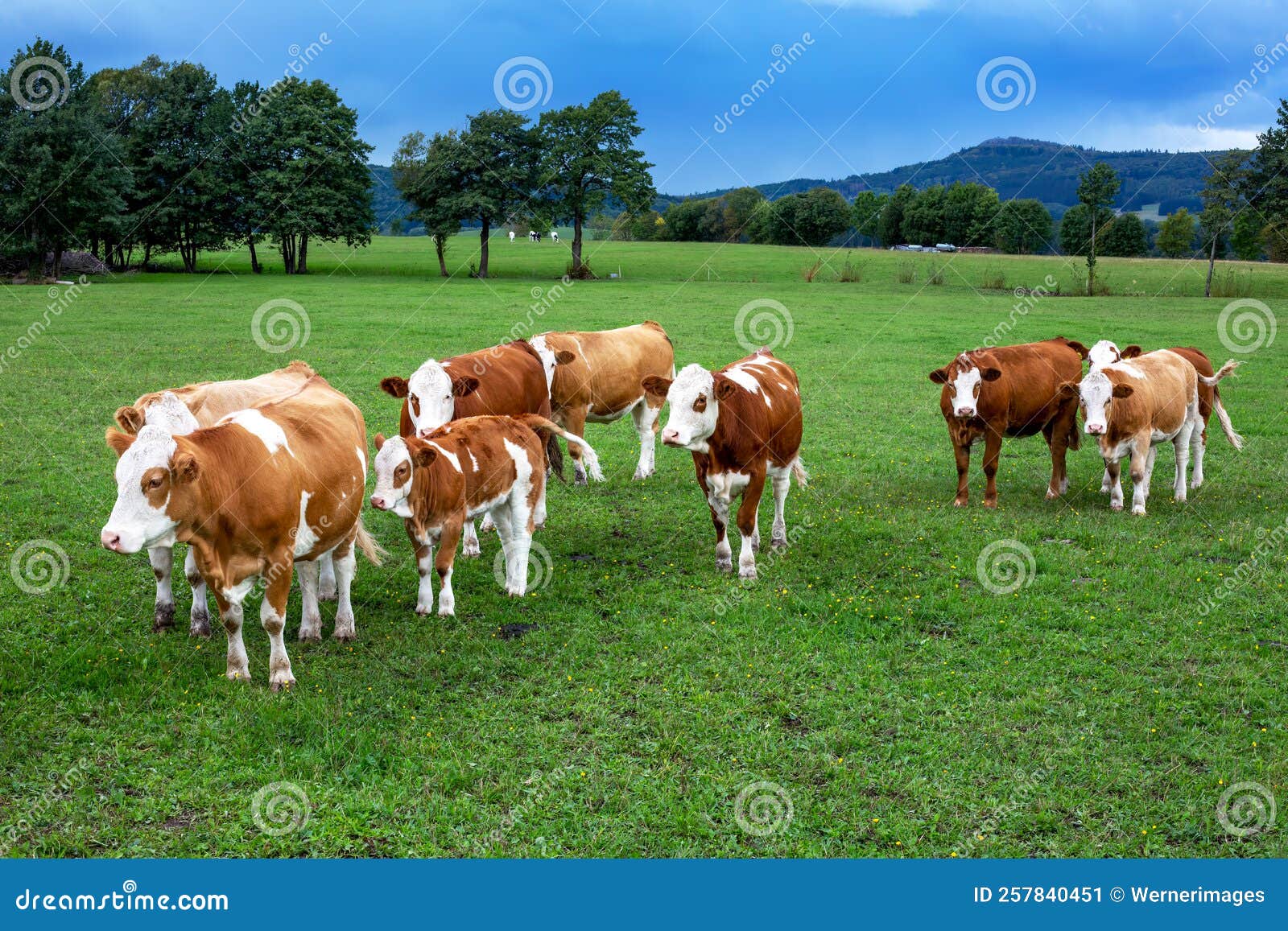 Group of Cows on a Green Field and Trees Stock Image - Image of ...