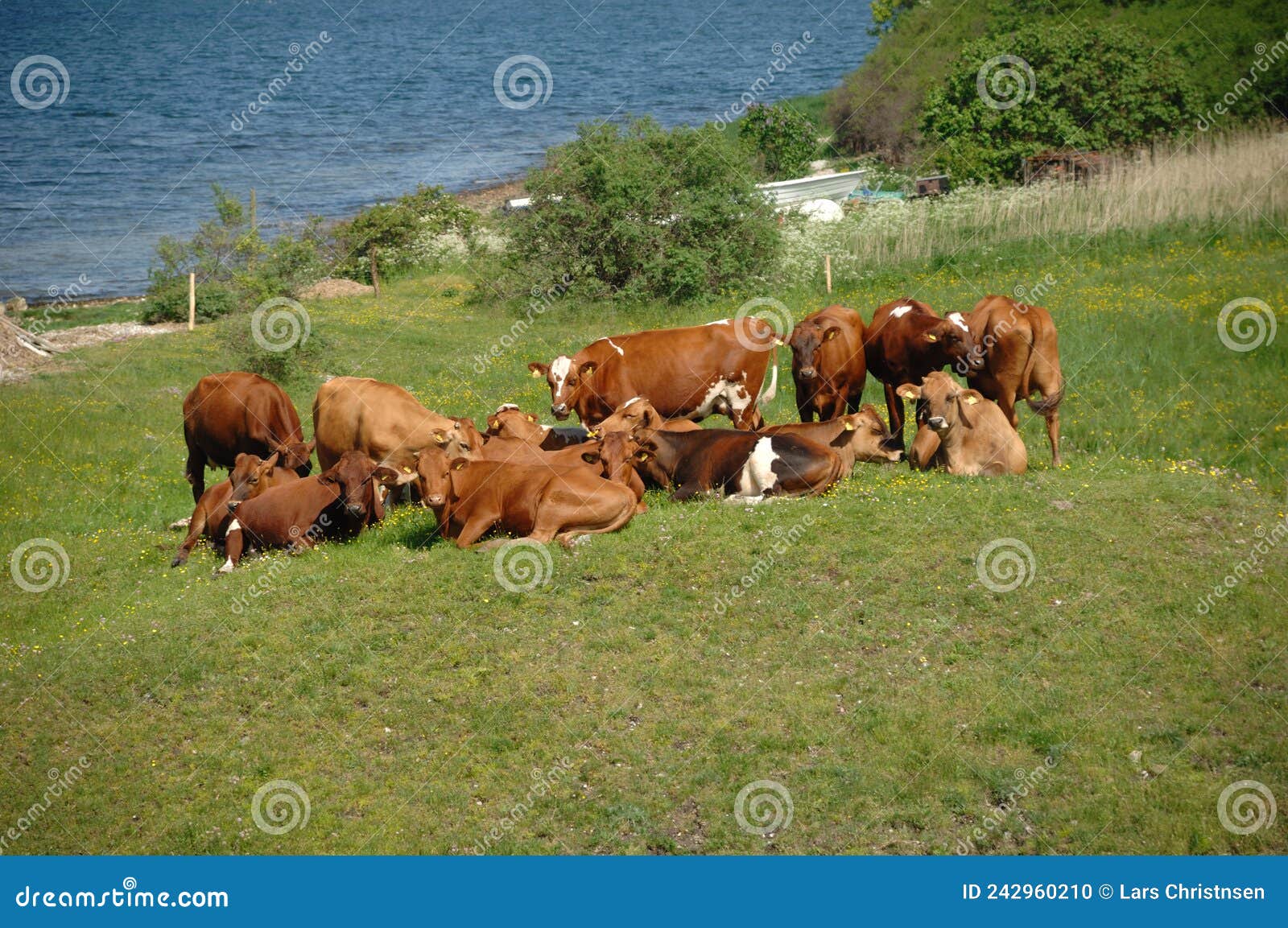 Cows and green landscape stock photo. Image of cloud - 242960210