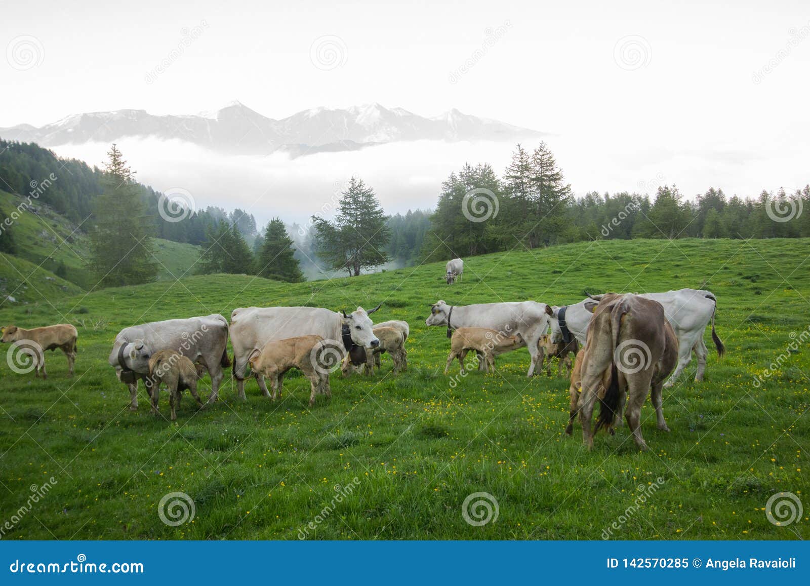 Cows in green Pasture stock image. Image of rural, landscape - 142570285