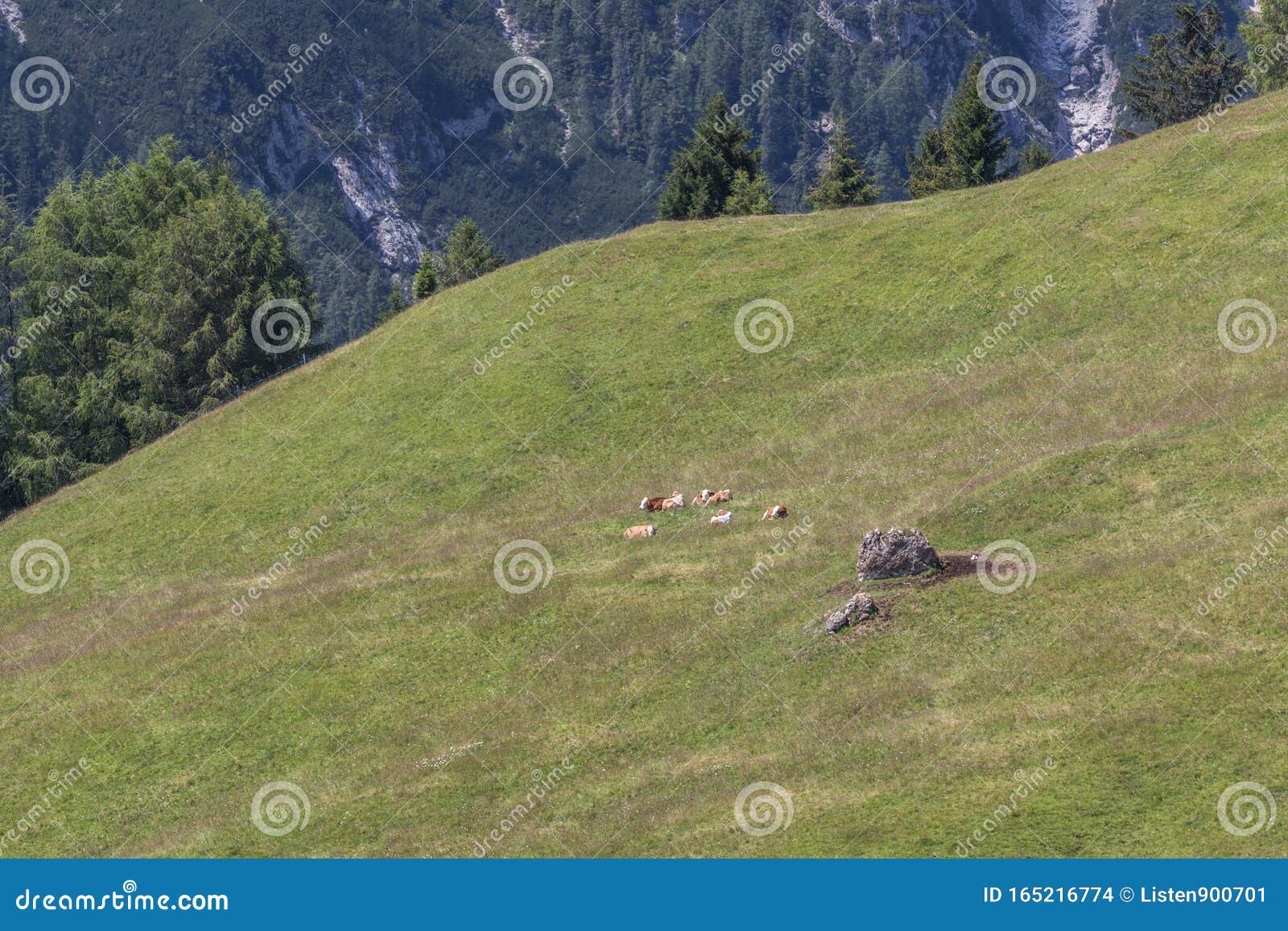 Group of Cows on Hillside Grassland in a Plateau Farm Stock Photo ...