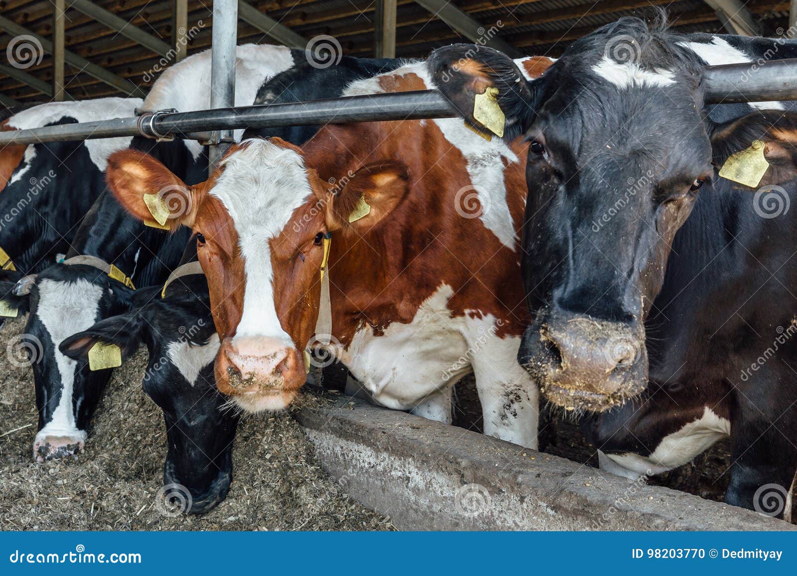 Group of Cows Indoor in Barn Stock Photo - Image of graze, eating: 98203770