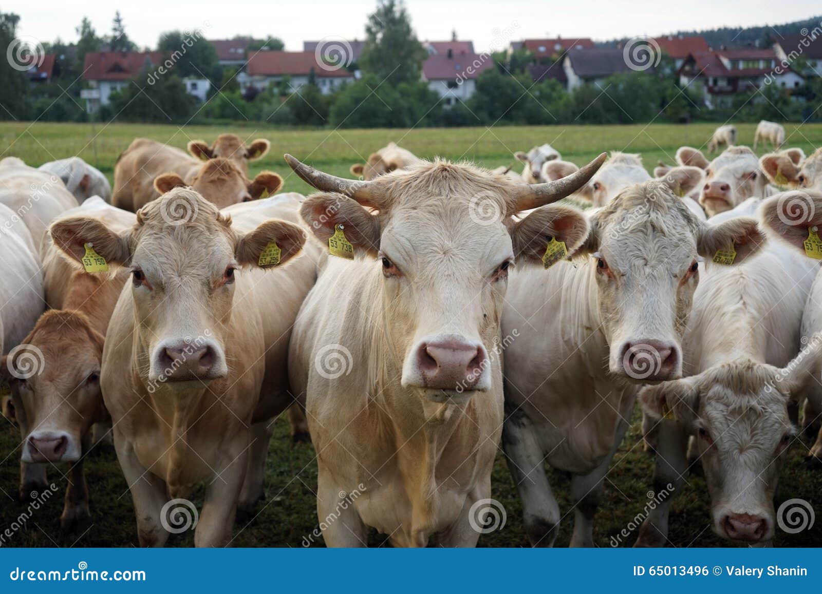 Group of cows stock photo. Image of outdoors, urban, mammal - 65013496