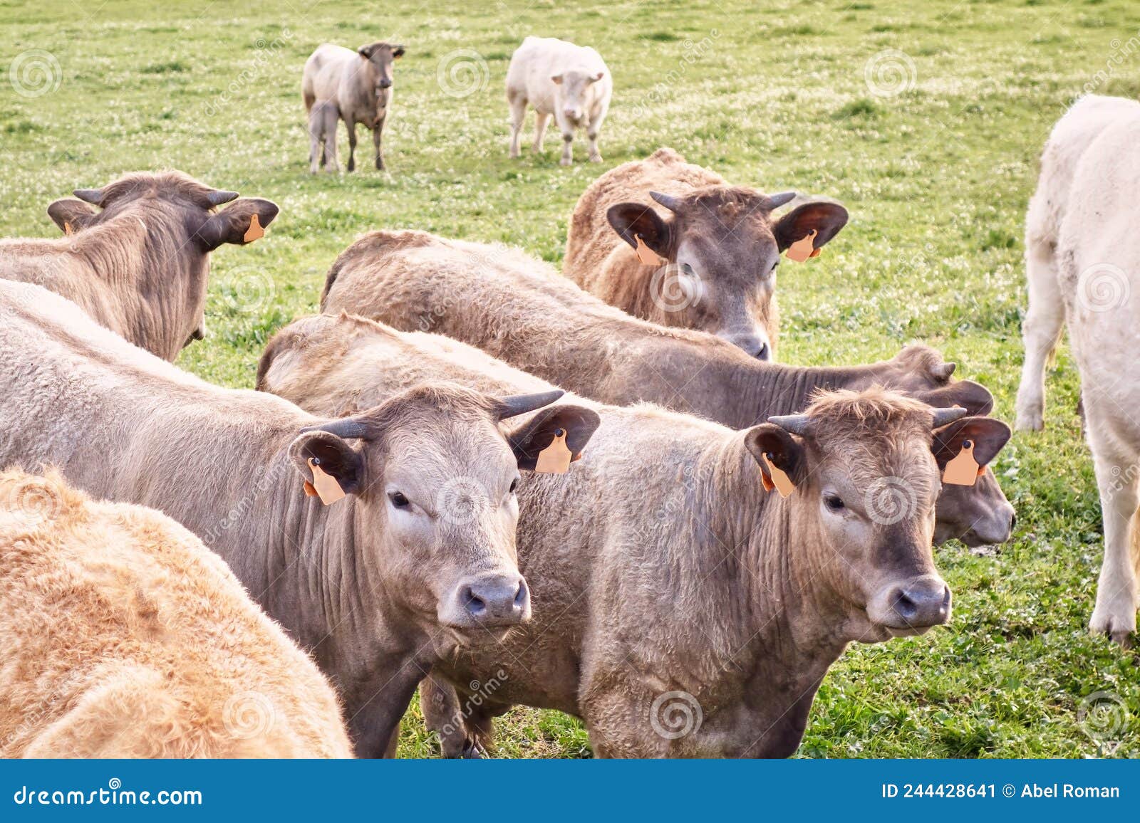 Group of Cows in a Meadow of an Extensive Cattle Ranch Stock Image ...