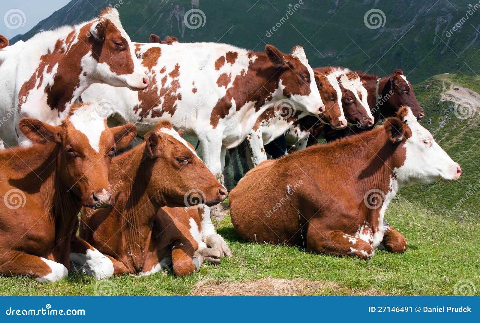 Group of cows on pasture stock image. Image of animal - 27146491