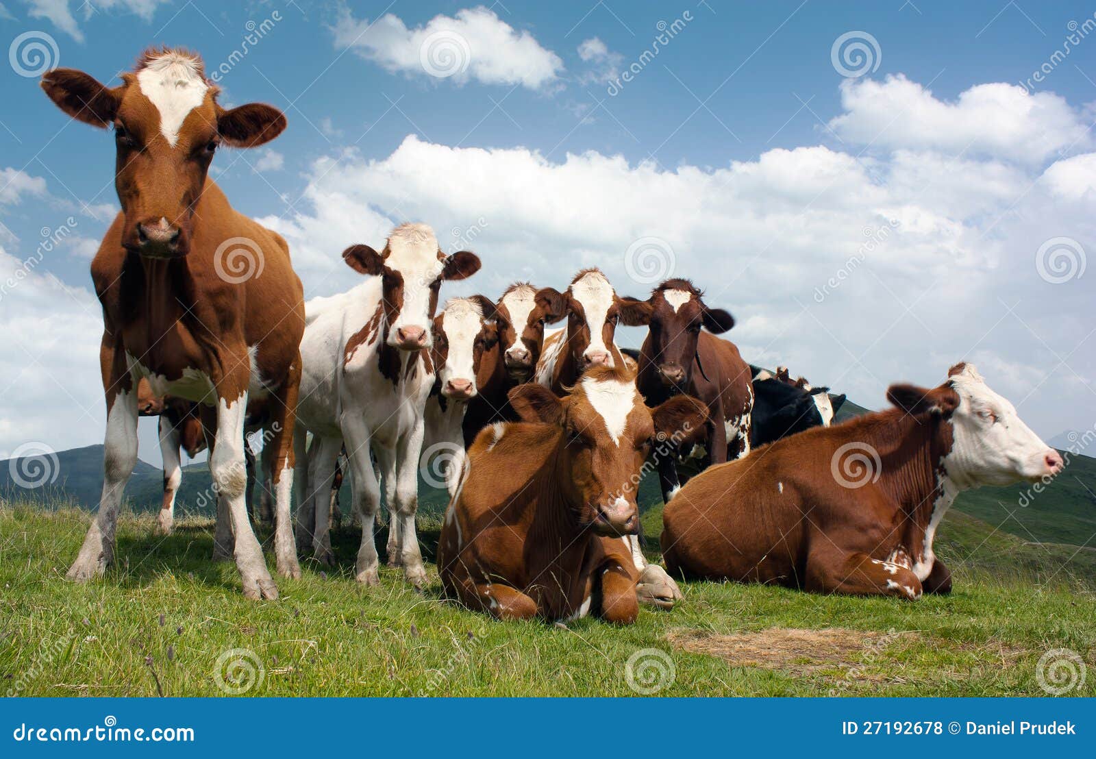 Group of cows on pasture stock photo. Image of herd, bent - 27192678