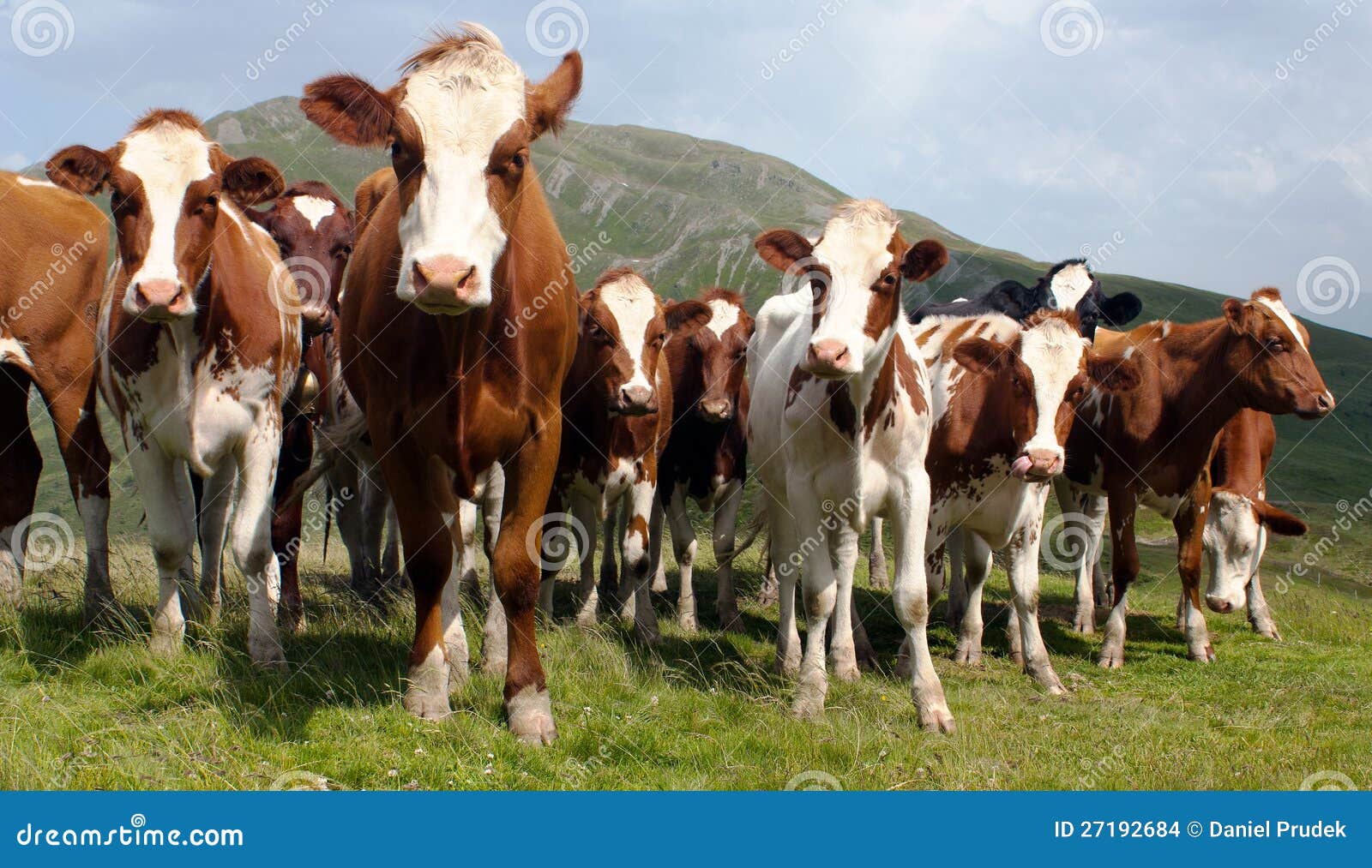Group of cows on pasture stock photo. Image of camp, mammal - 27192684