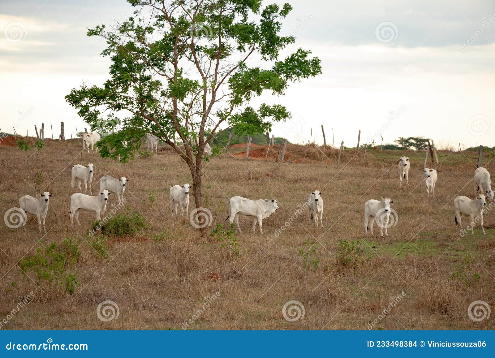 Group of Cows in a Pasture Area Stock Photo - Image of bovine, grass ...