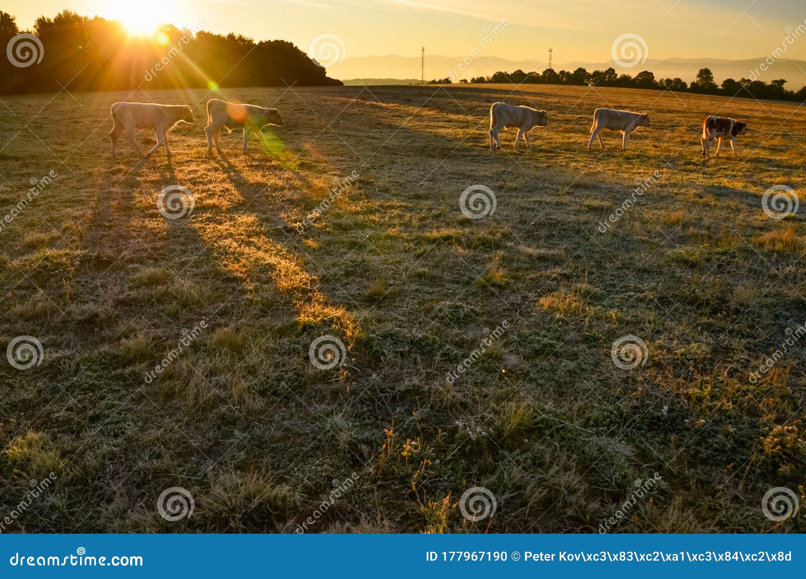 Group of Cows on Pasture in Orange Sunset Light Stock Photo - Image of ...