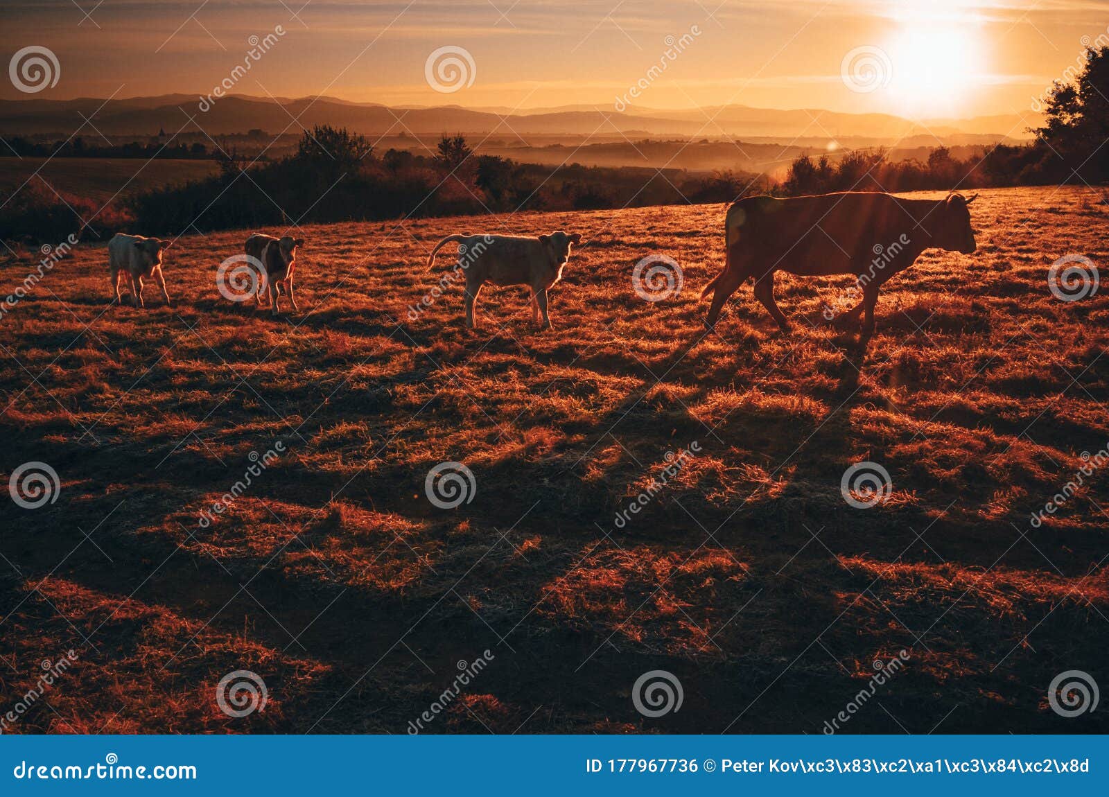 Group of Cows on Pasture in Orange Sunset Light Stock Photo - Image of ...