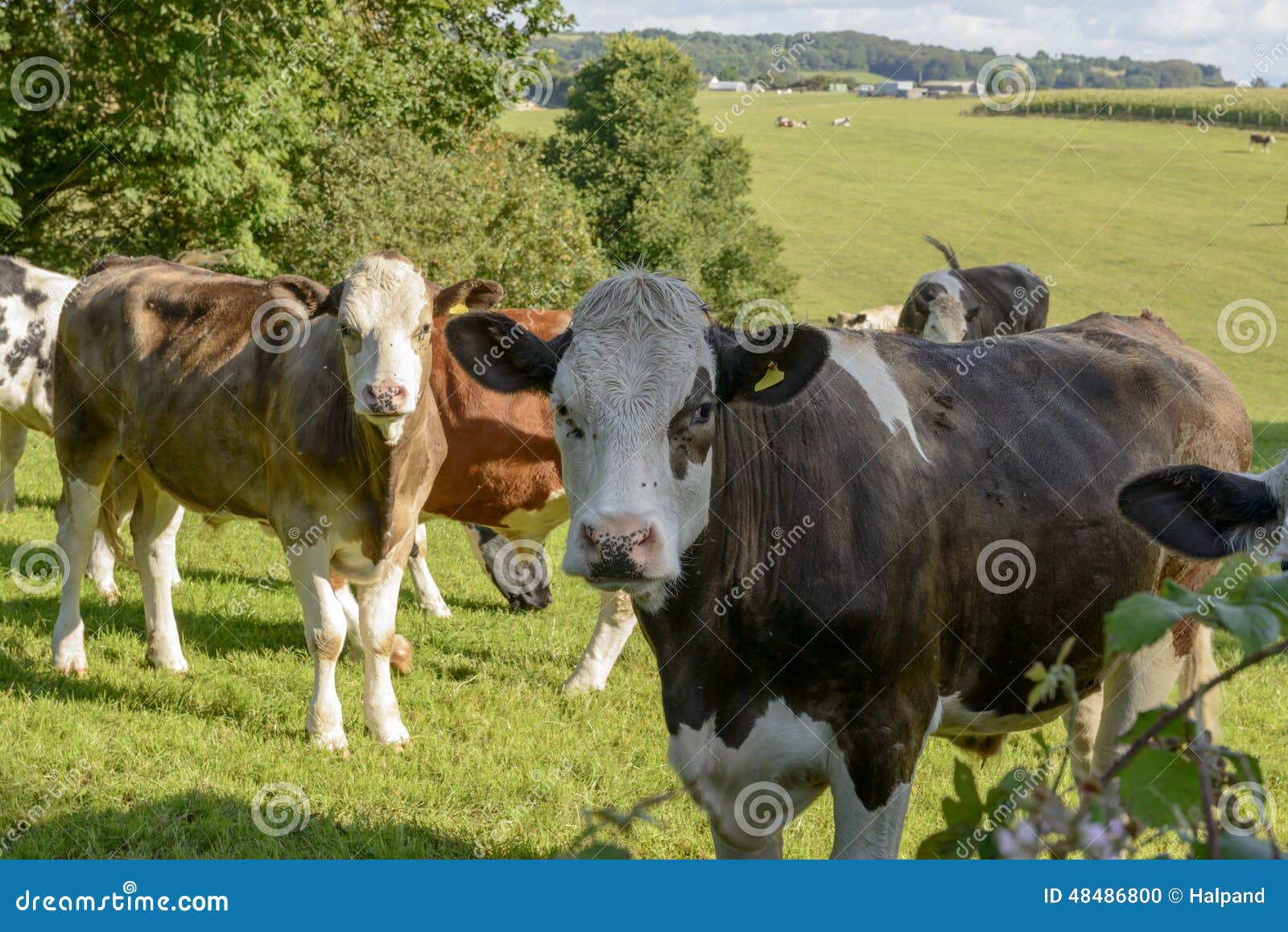 Group of Cows Pasturing in Cornwall Countryside Near Looe Stock Photo ...