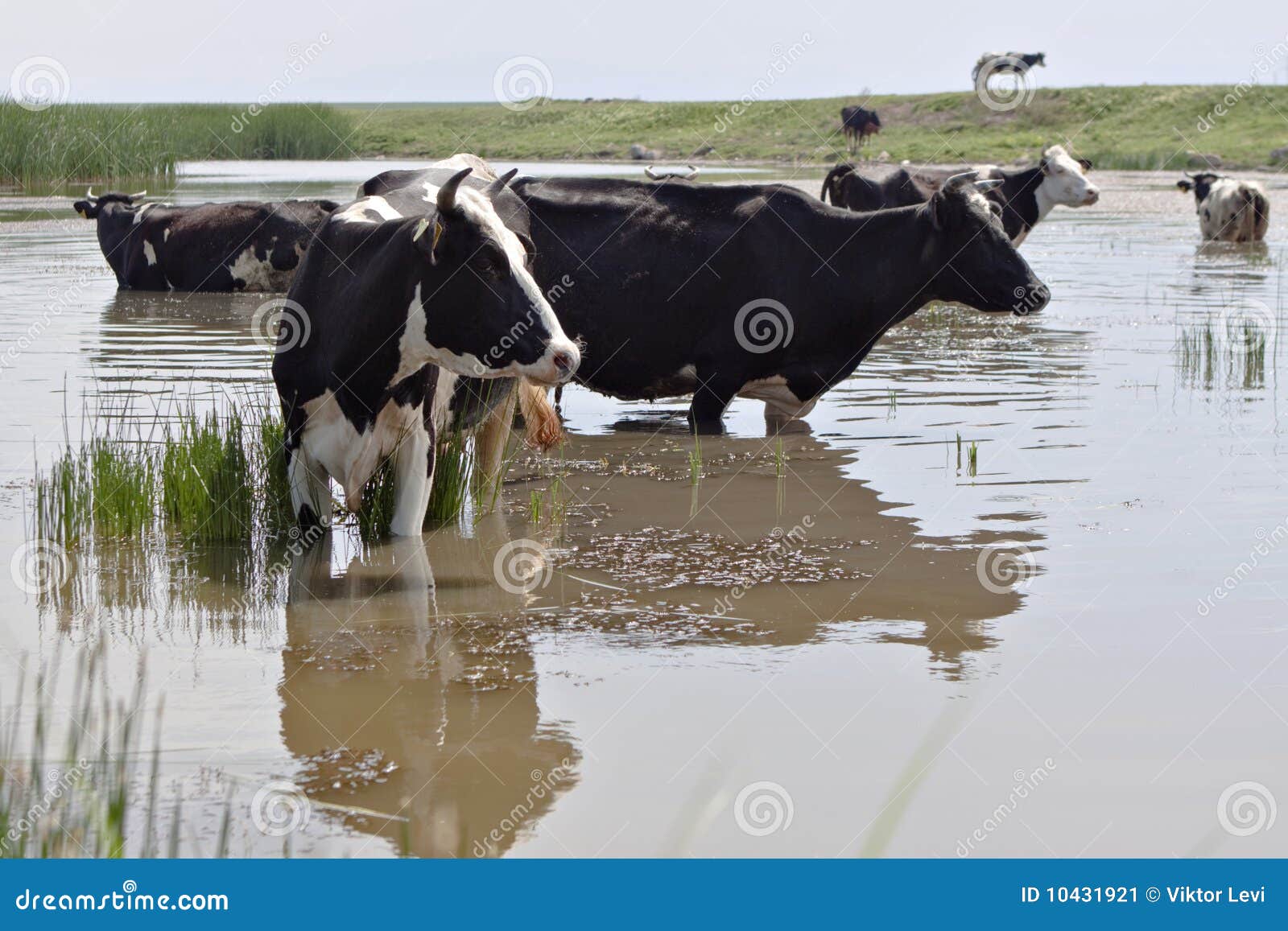 Group of cows in a pond stock image. Image of domestic - 10431921