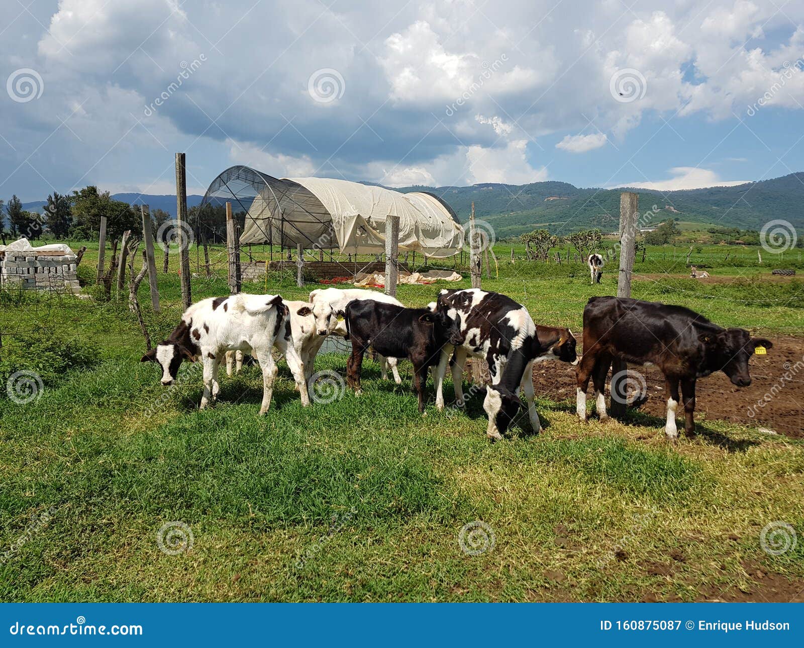 A Group of Cows at the Ranch. Stock Image - Image of countryside ...