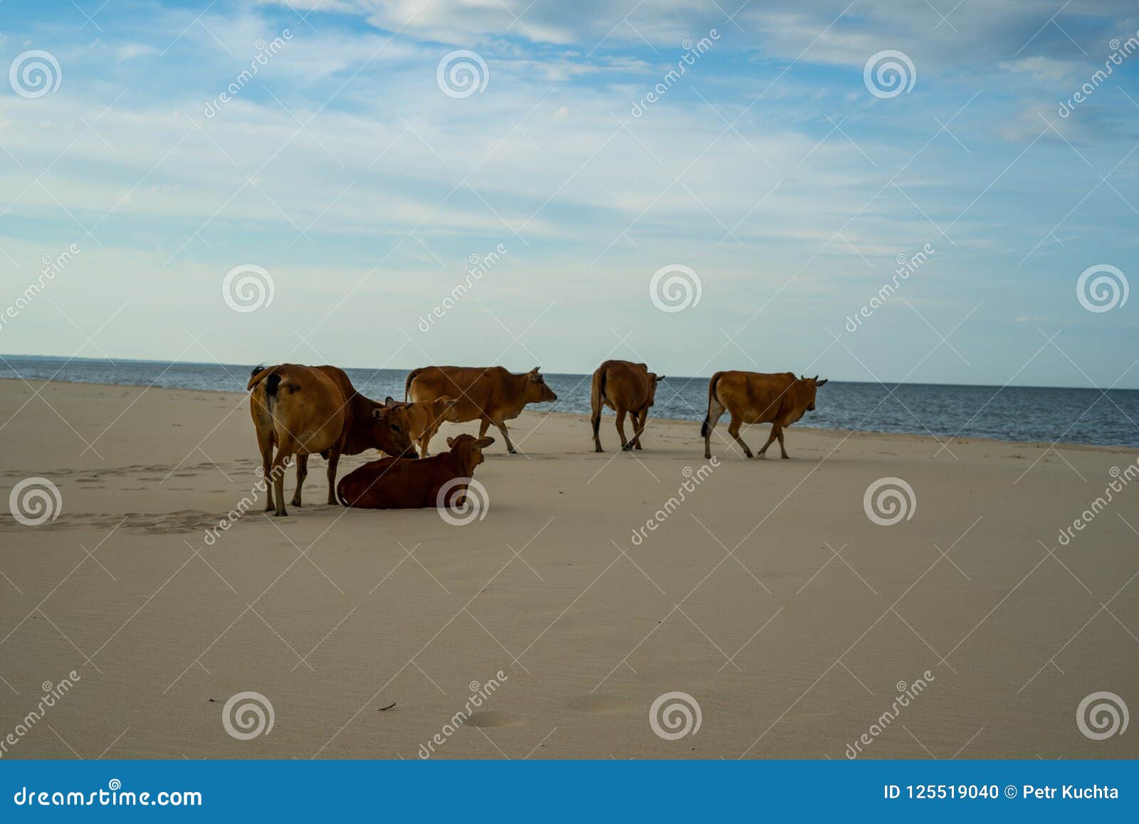 Cows on the sandy beach stock photo. Image of coastline - 125519040