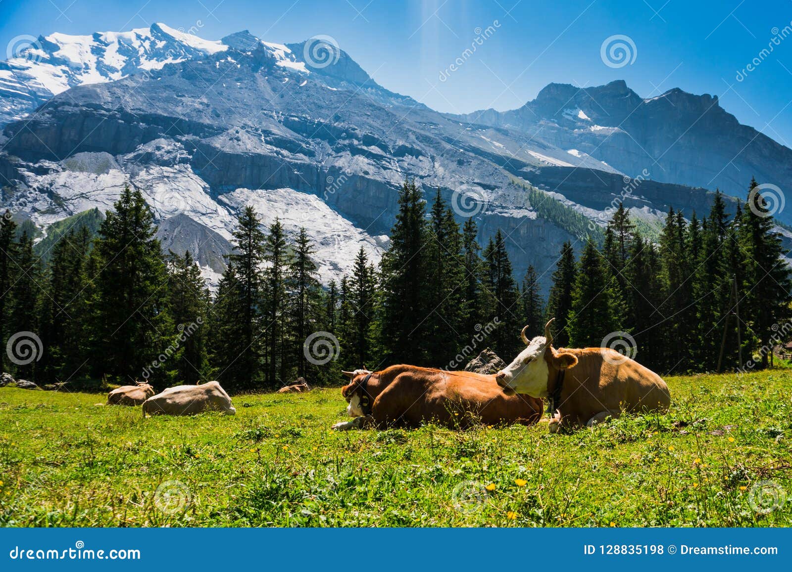 Cows in the Swiss Alps stock photo. Image of blue, forest - 128835198