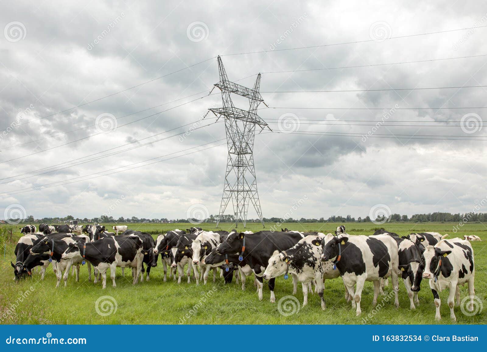 Group of Cows Stand in a Row in Front of a Huge Electricity Pole on a ...