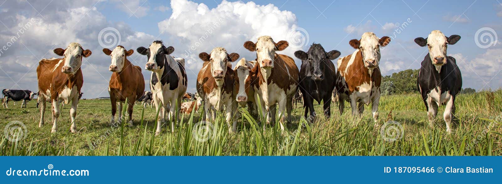Group of Cows Stand Upright on the Edge of a Meadow in a Pasture, a ...