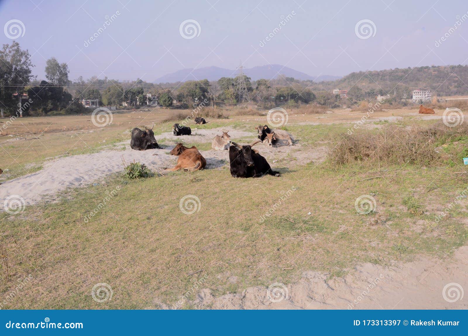 Group of Cows Standing on the Ground Stock Image - Image of group ...