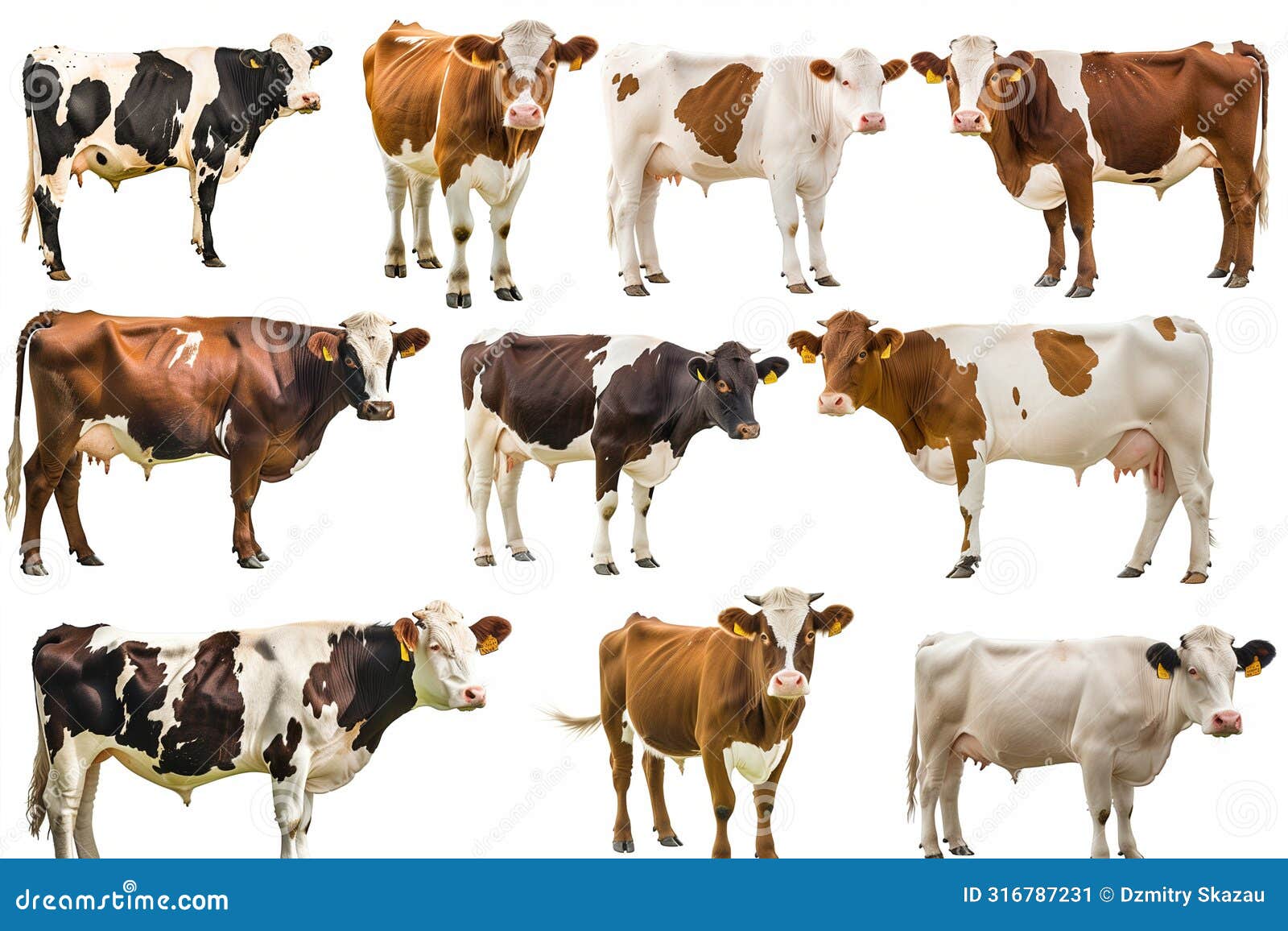 Group of Cows Standing Together Stock Illustration - Illustration of ...