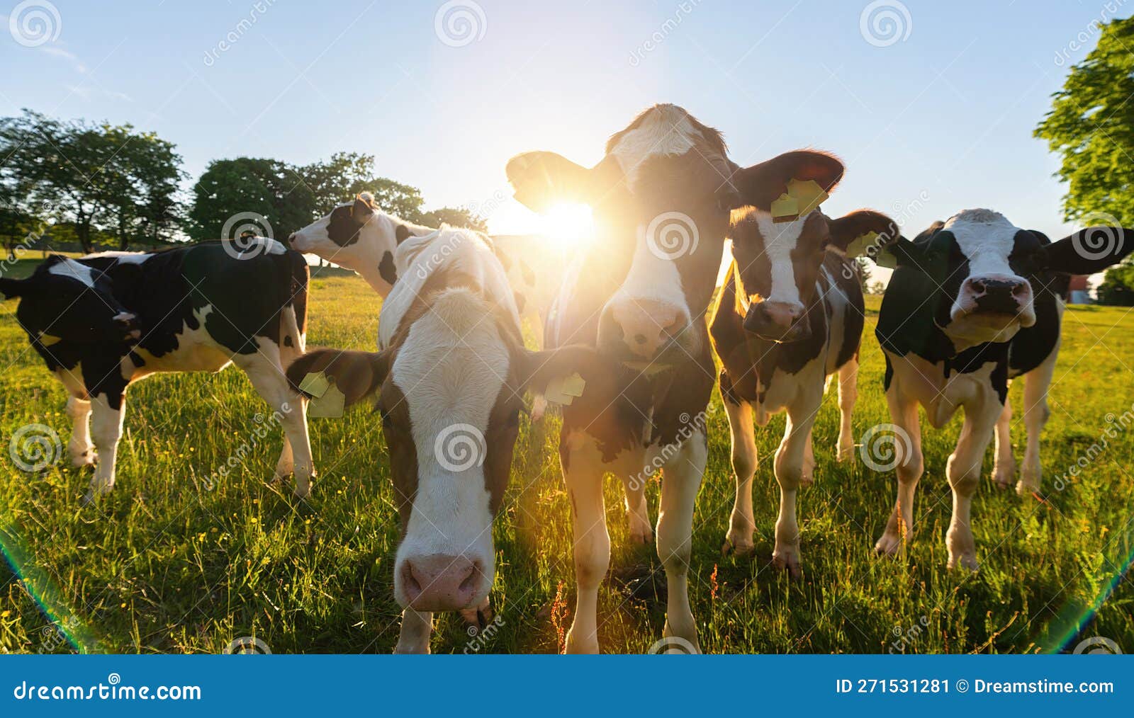 Group of Cows Together Gathering in a Field at Sunset in the ...