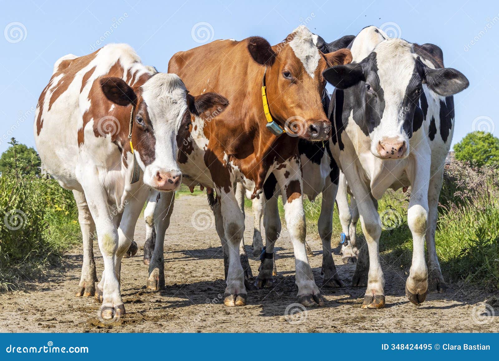 Pack Cows, One Cow In Front Row, A Black And White Herd, Group Together ...