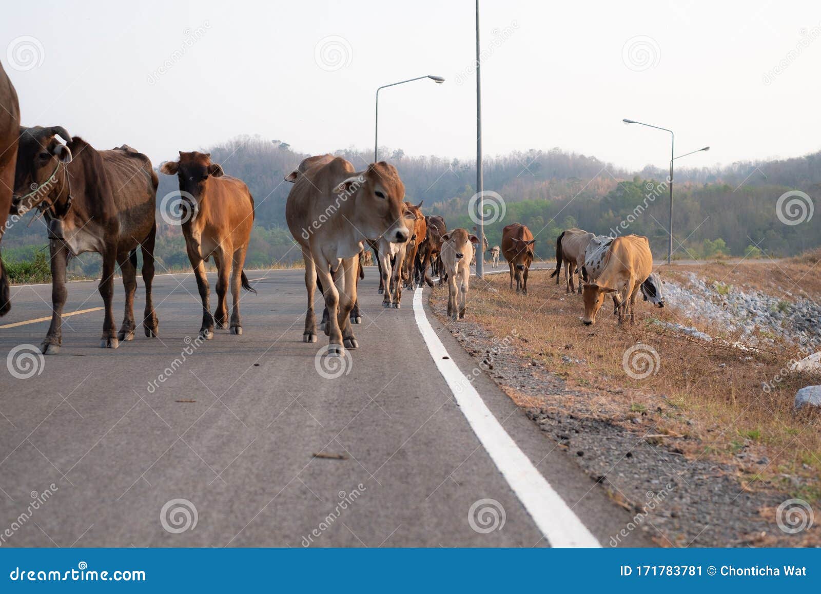 Cows Eat From A Concrete Aft Table In A Metal Barn Royalty-Free Stock ...