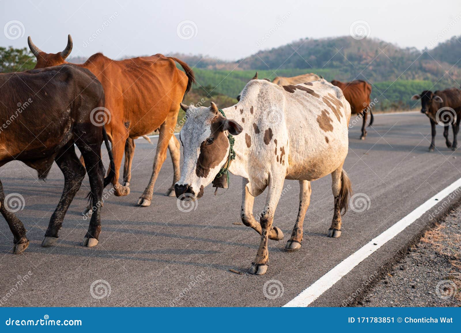 Cows Eat From A Concrete Aft Table In A Metal Barn Royalty-Free Stock ...
