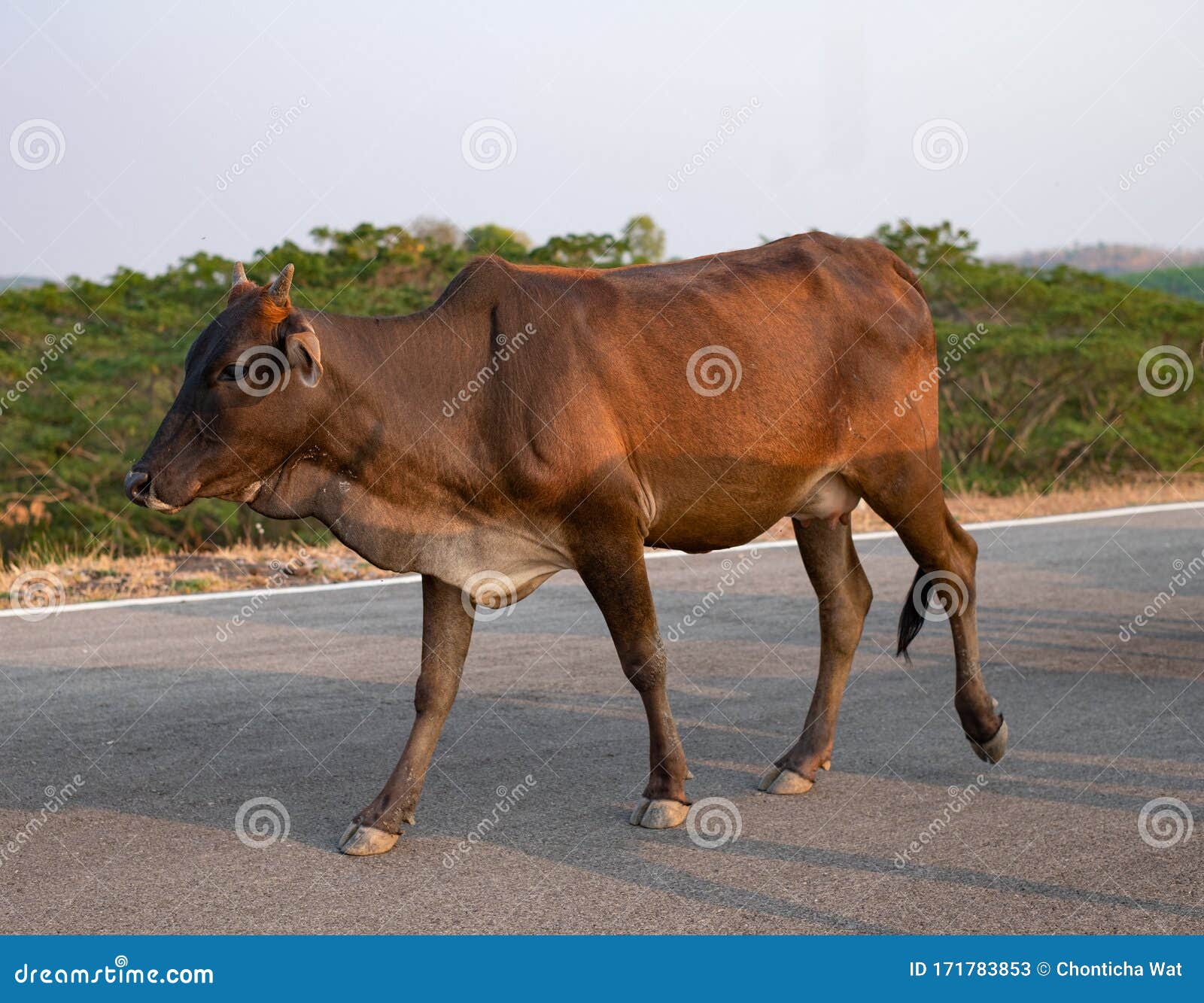 Cows Eat From A Concrete Aft Table In A Metal Barn Royalty-Free Stock ...