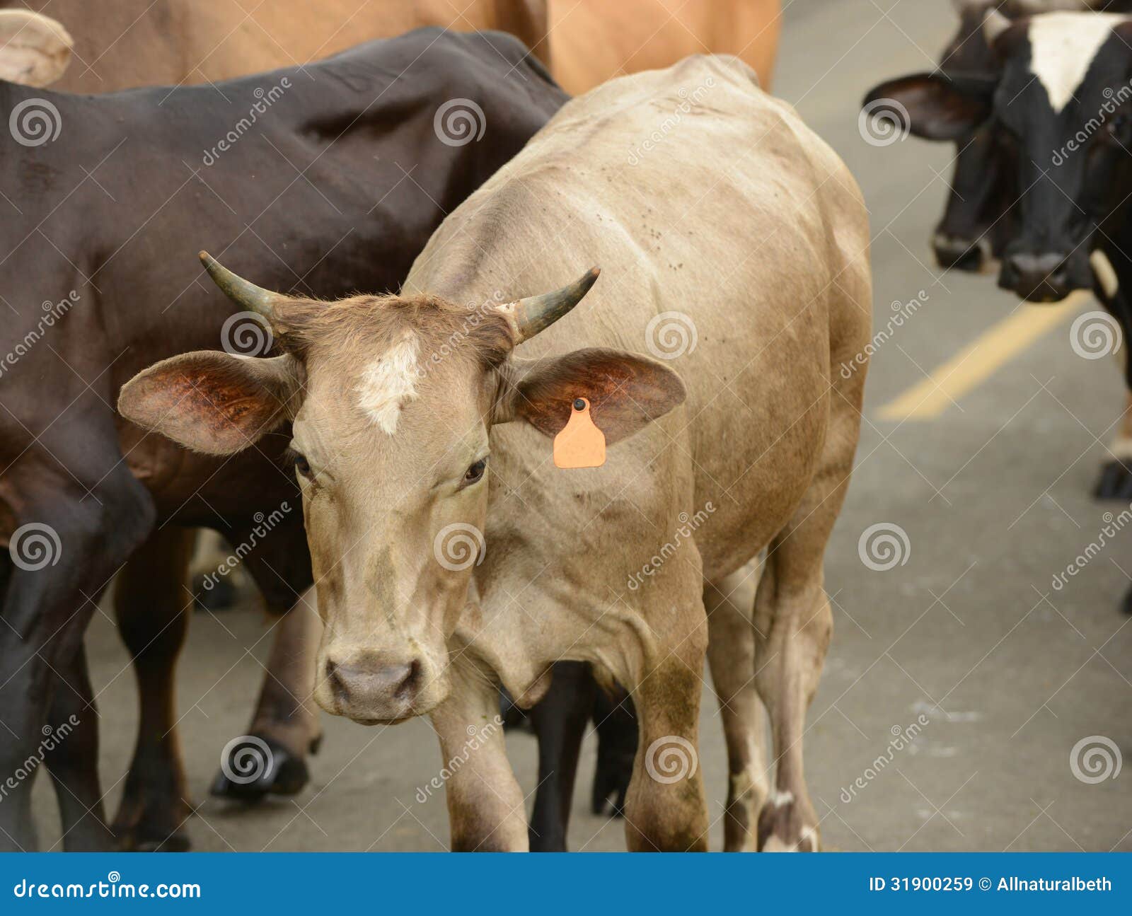 Group of Cows Walking Down Road in Panama Stock Image - Image of mammal ...