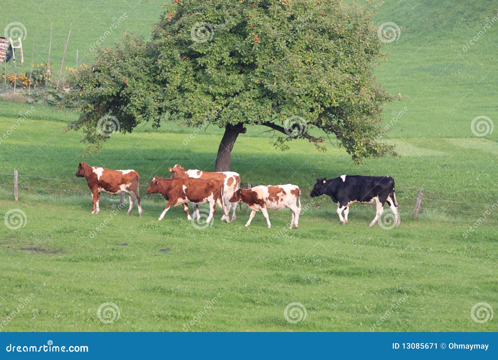 Group of Cows Walking on Green Pastures Stock Image - Image of field ...