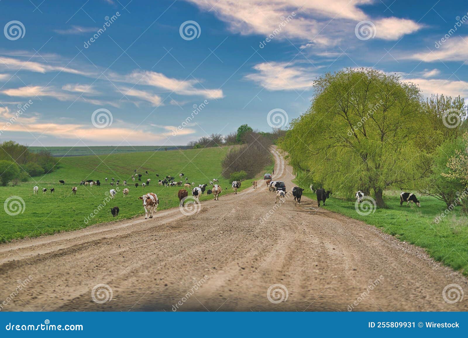 Group of Cows are Walking through the Path Stock Image - Image of ...