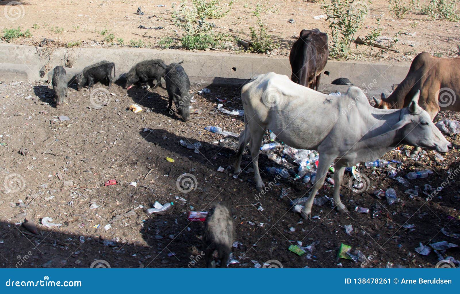 Cows and Pigs Rummaging through Trash in India Stock Image - Image of ...