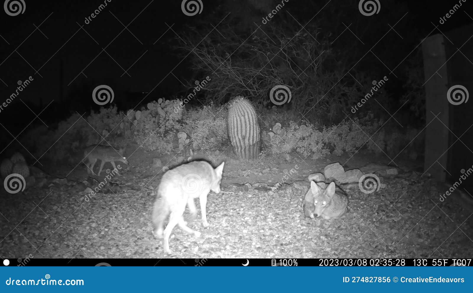 Group of Coyotes Gathering at Night in Desert Stock Photo - Image of ...