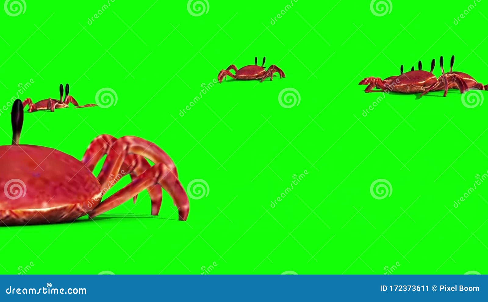 Group of Crab on the Sand Green Screen Close Up 3D Rendering Animation ...