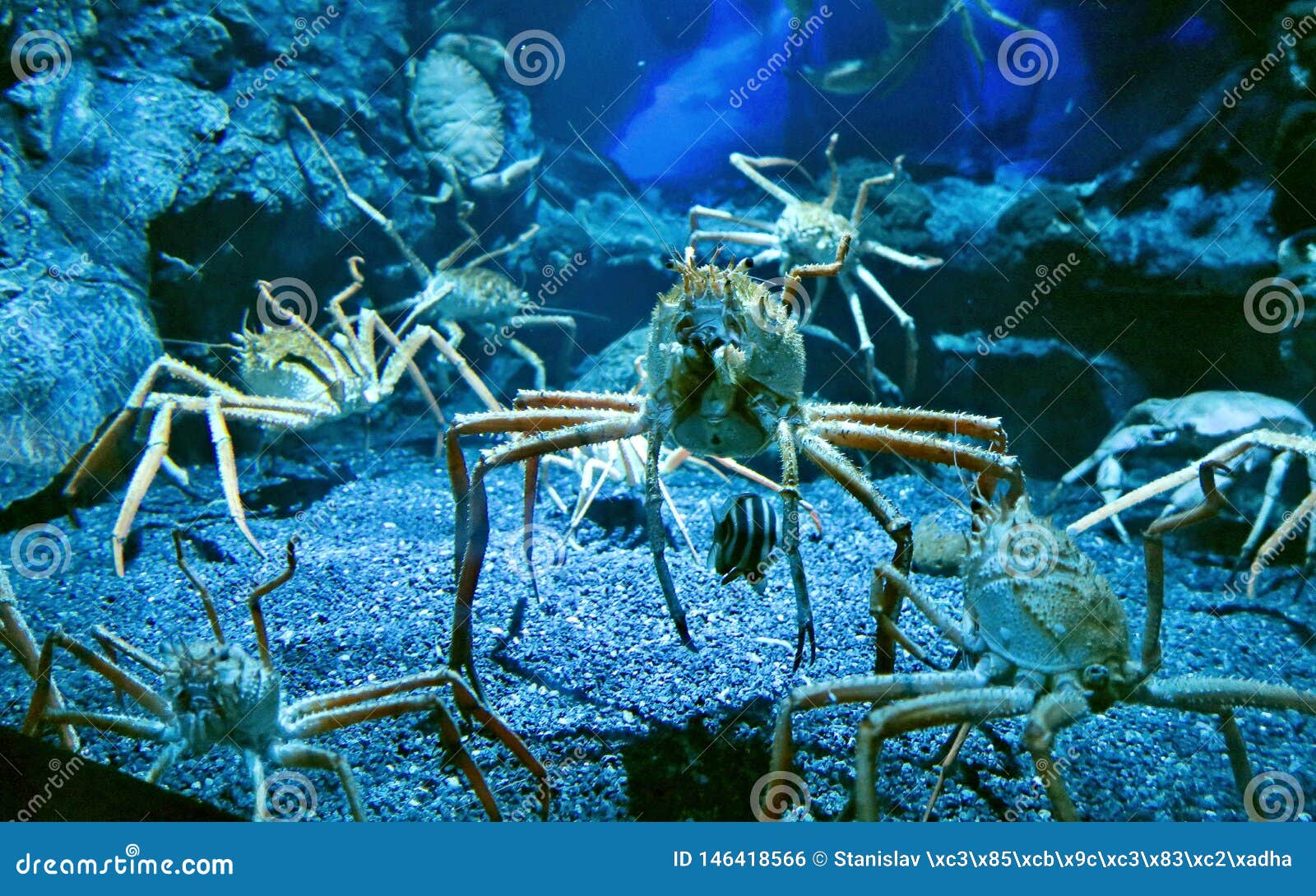 Crabs in an aquarium stock photo. Image of shell, crabs - 146418566