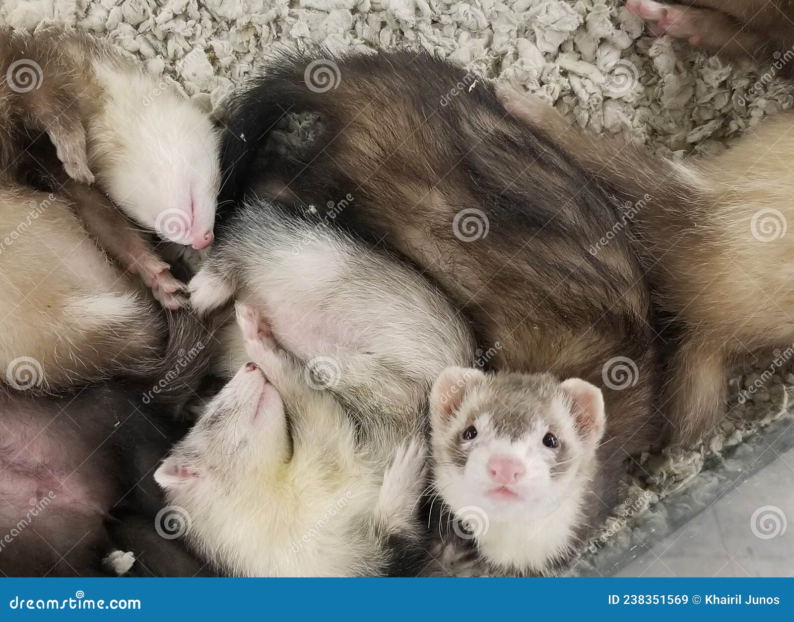 Cream and Brown Ferret Sleeping Inside a Cage Stock Image - Image of ...