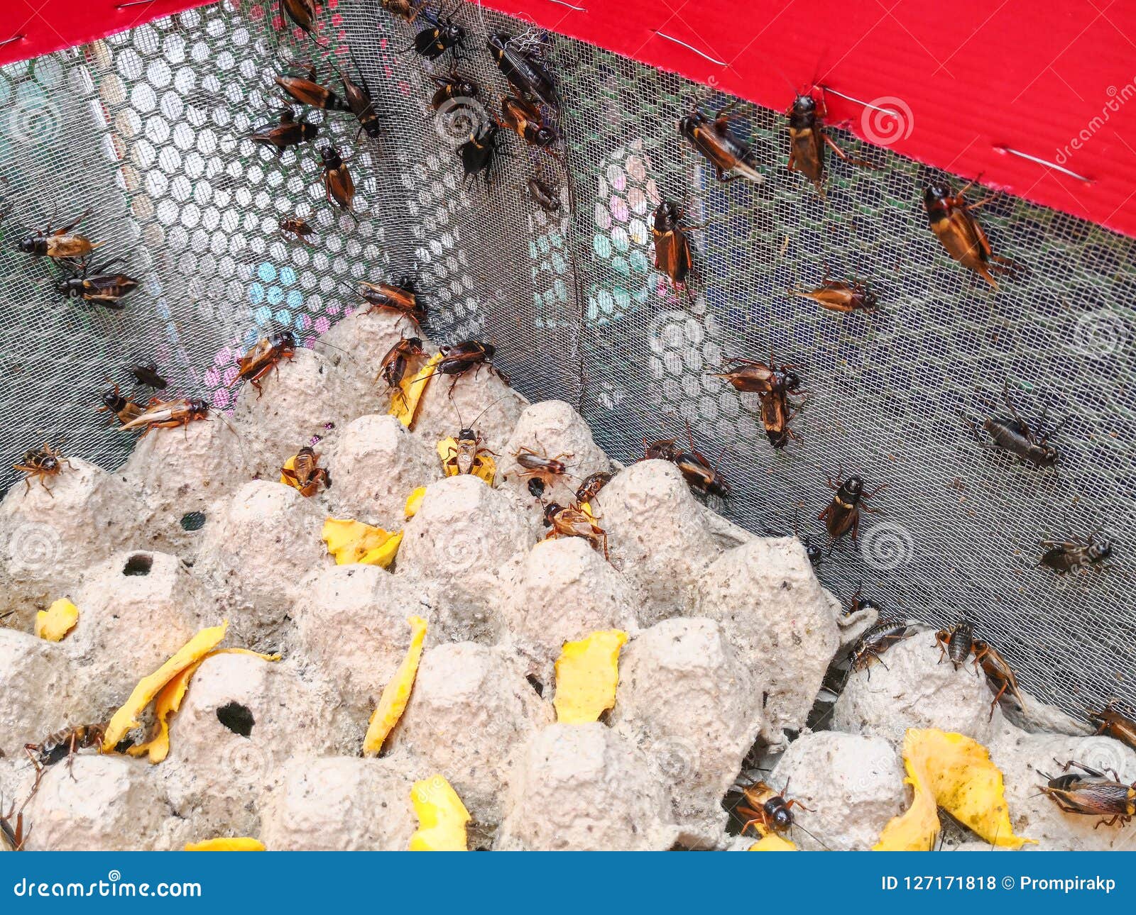 Group of Cricket Acheta Domestica on Egg Pack in Insect House Stock ...