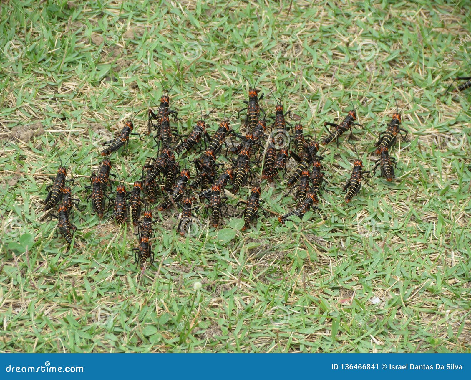 A Group of Crickets in Grass Stock Image - Image of insects, crickets ...