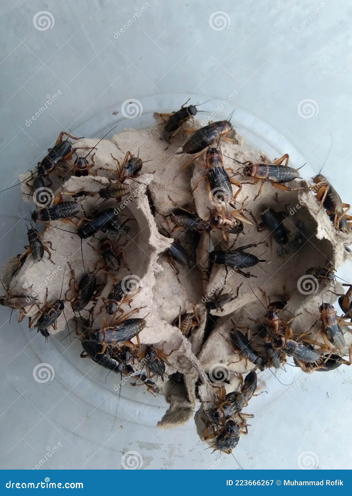 A Group of Crickets Placed in One Container Stock Image - Image of sera ...