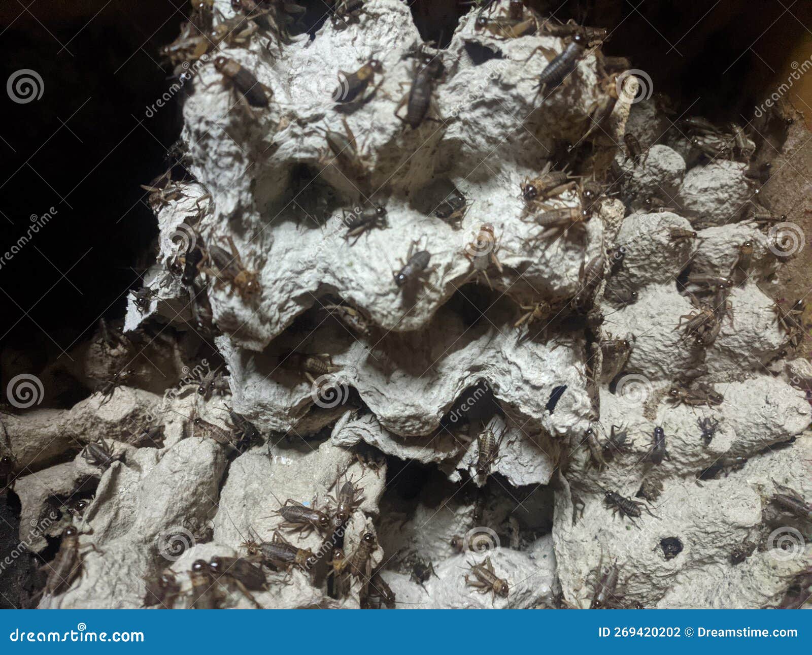 A Group of Crickets Singing Together. Stock Photo - Image of crickets ...