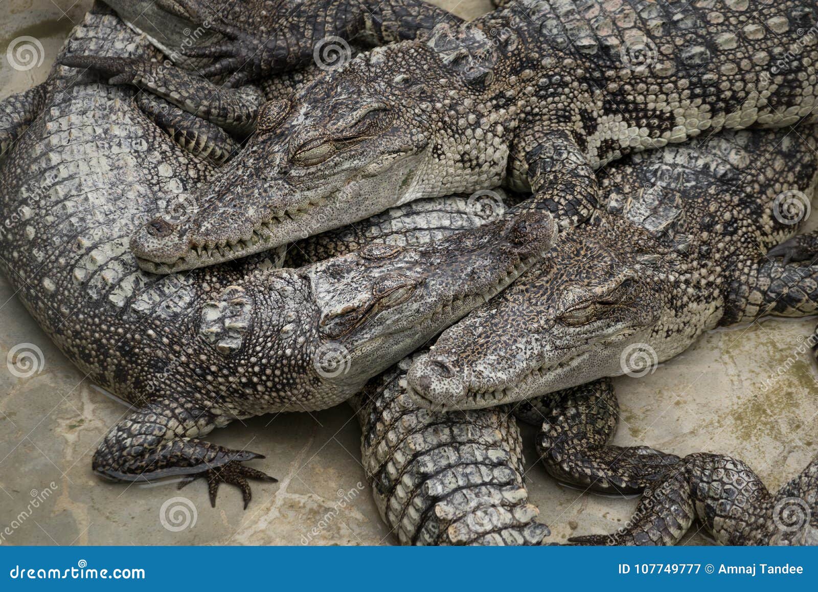 The Group of Crocodile Sleeping. Stock Image - Image of dangerous ...