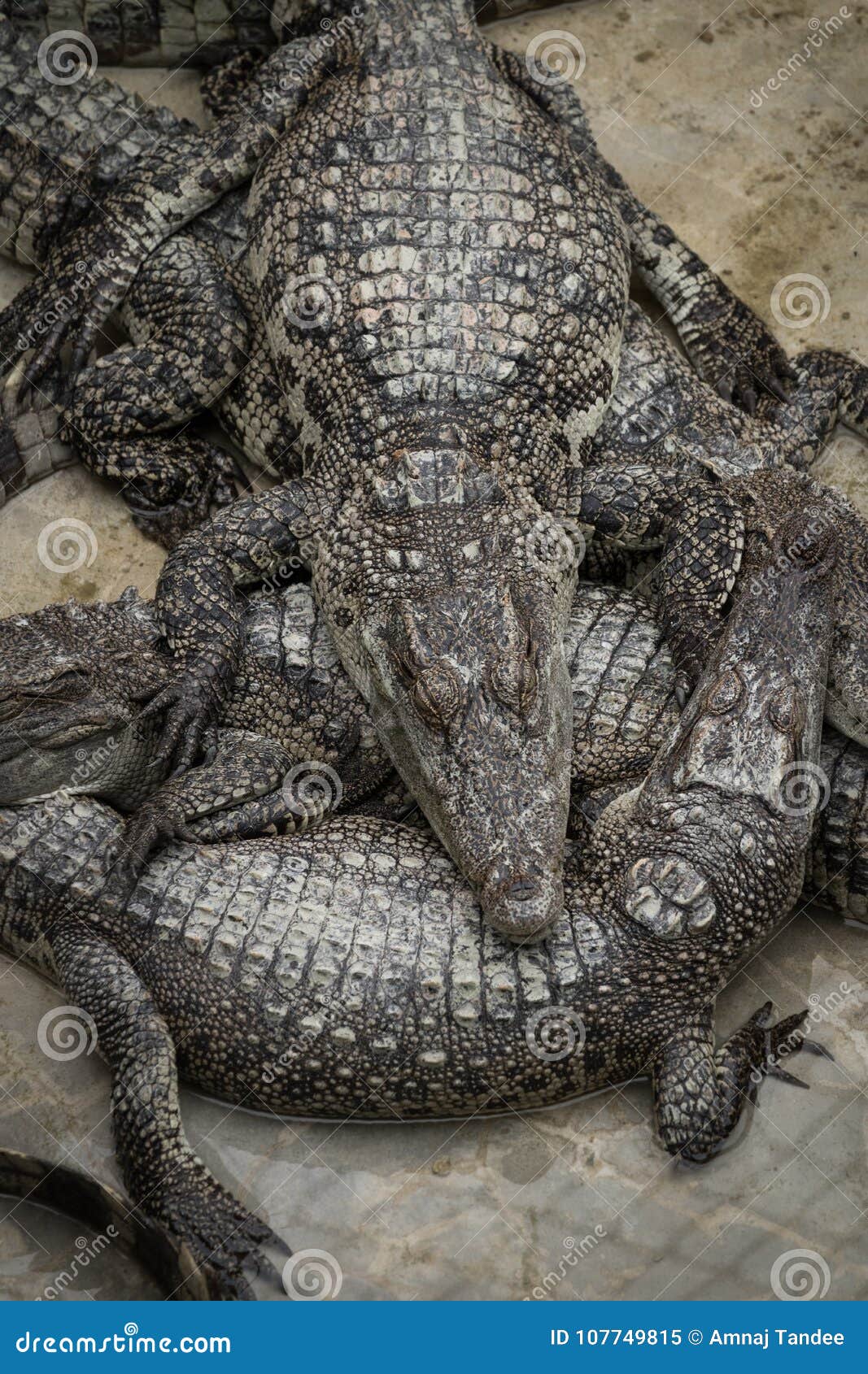 The Group of Crocodile Sleeping. Stock Image - Image of tooth, animal ...
