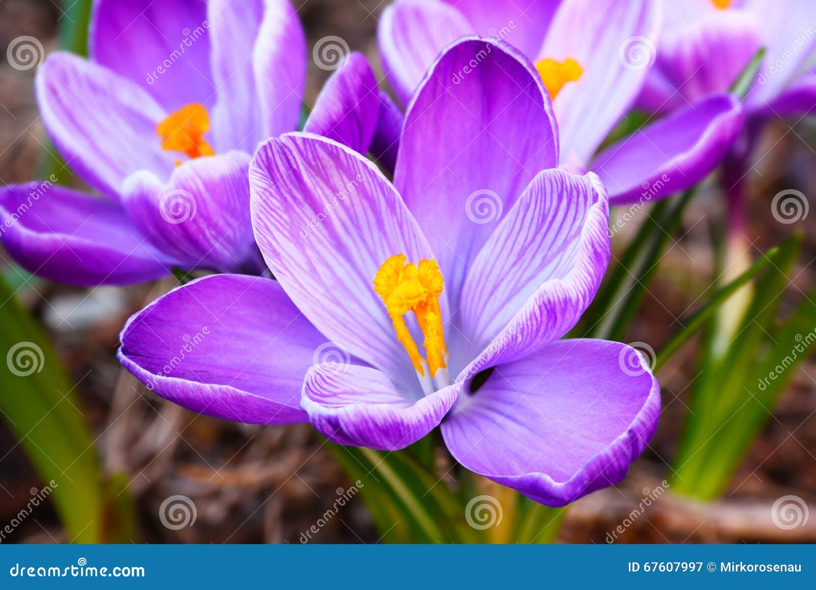 Group of Crocus Flower Crocus Longiflorus Bouquet of Purple Crocuses ...