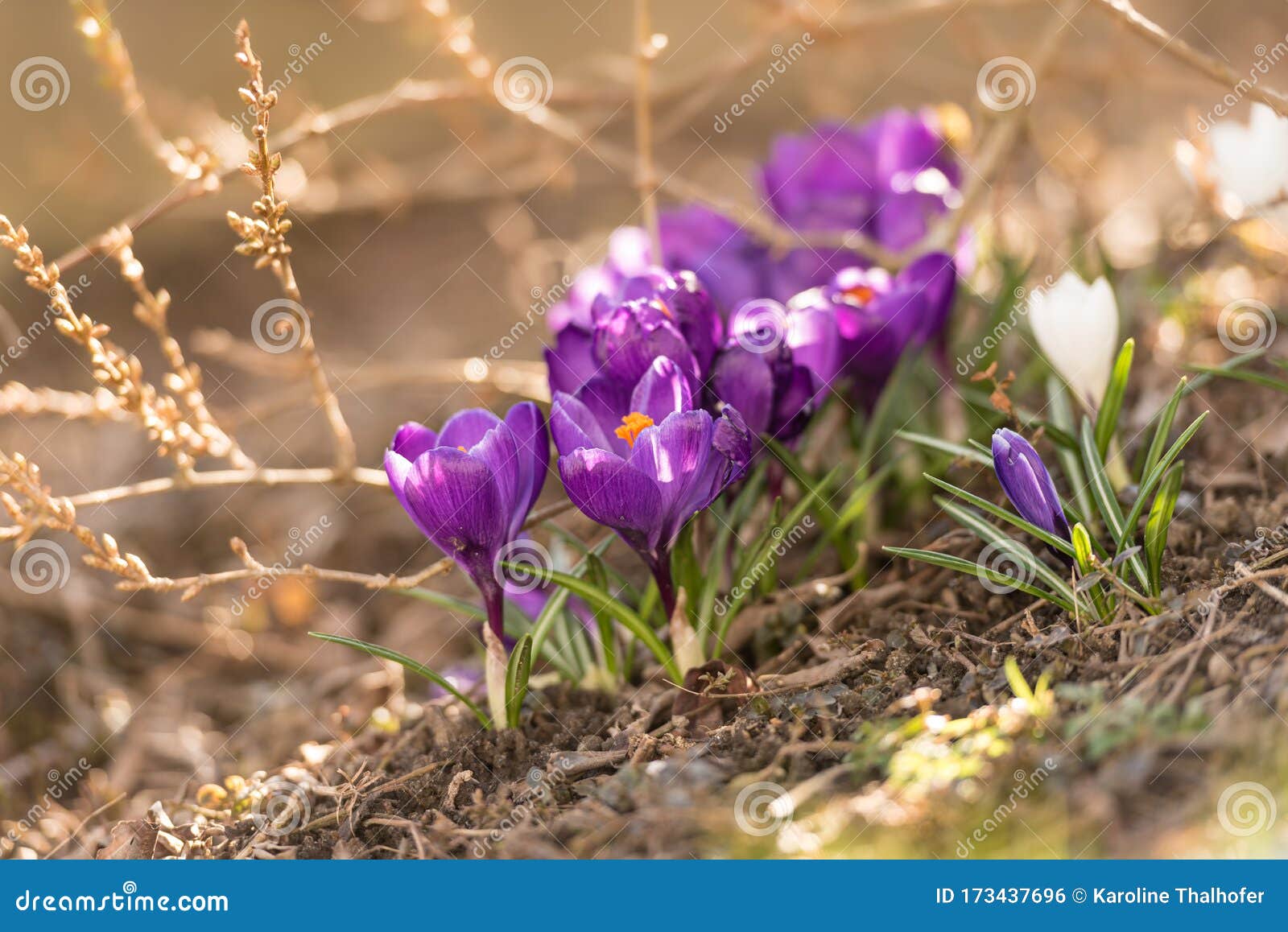 A Group of Crocuses Blooms in Spring Stock Photo - Image of easter ...
