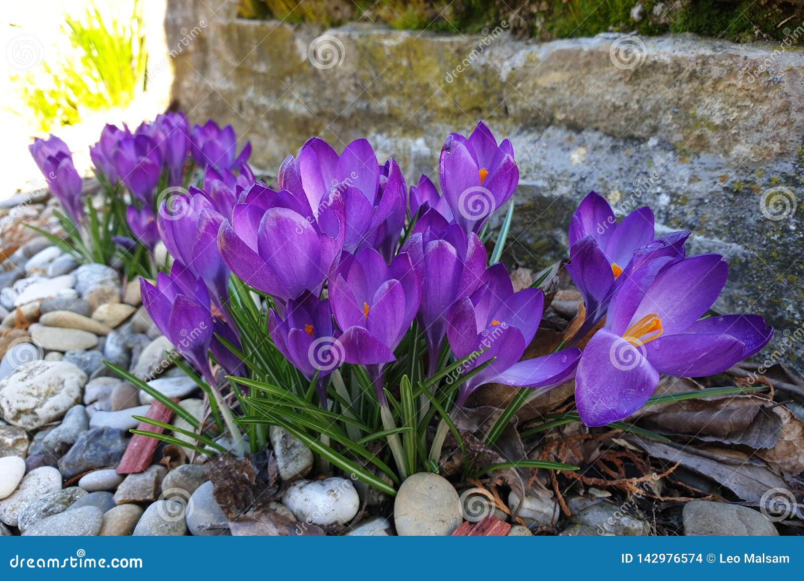 A Group of Crocuses in the City Park Stock Photo - Image of blooming ...