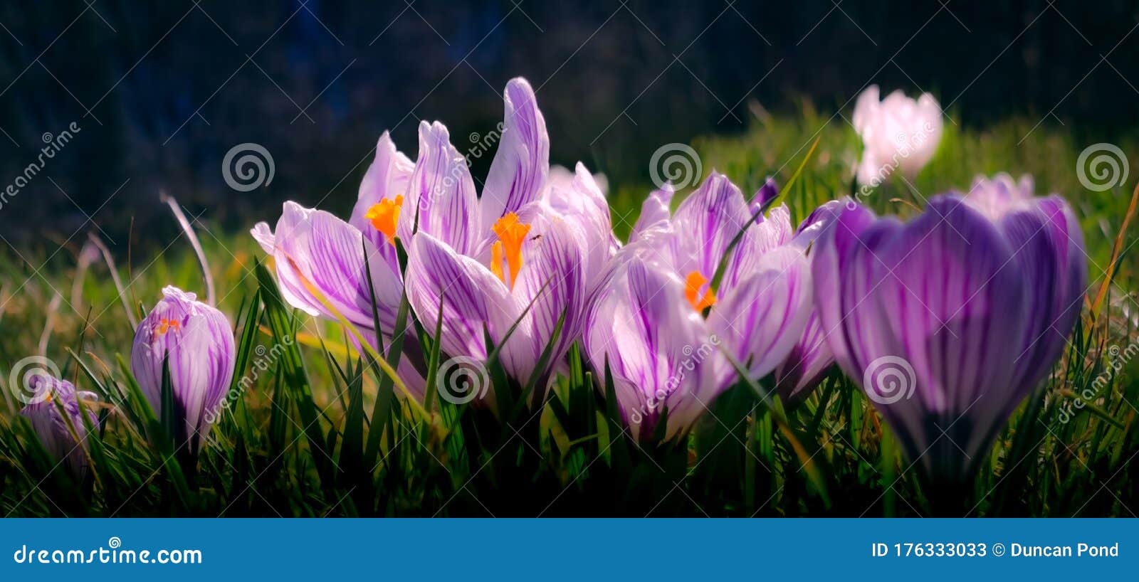 Group of crocuses stock image. Image of flowering, crocus - 176333033
