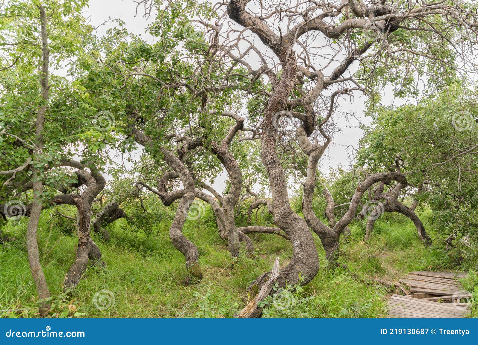 Crooked Trees Hafford Stock Photos - Free & Royalty-Free Stock Photos ...