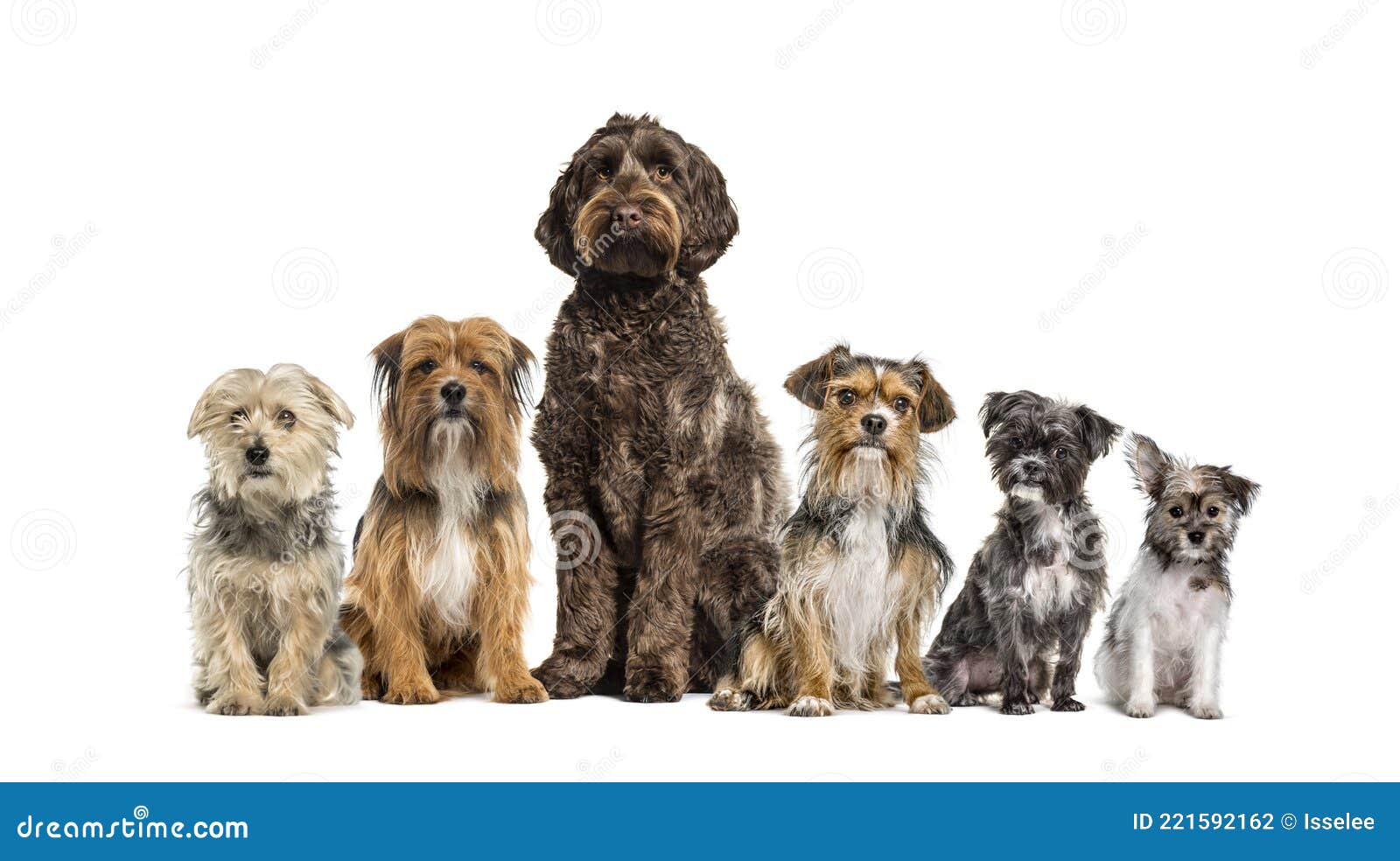 Group of Crossbreed Dogs Sitting in a Row, Isolated Stock Photo - Image ...
